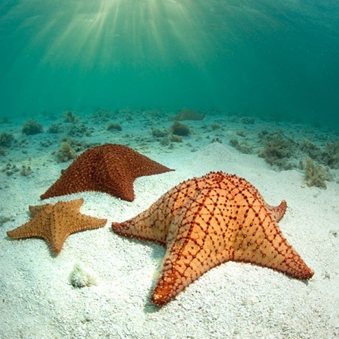 Ocean Cruises: Atlantic Ocean vacations | Costa Cruises